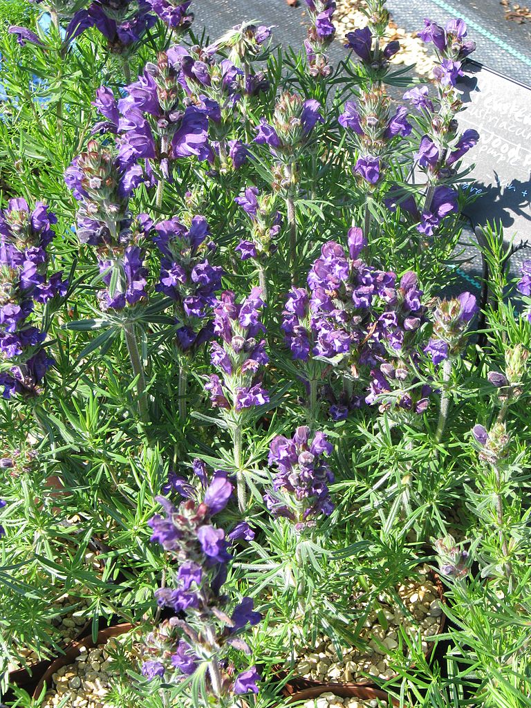 Dracocephalum austriacum DRAGONHEAD – Ferri Seeds