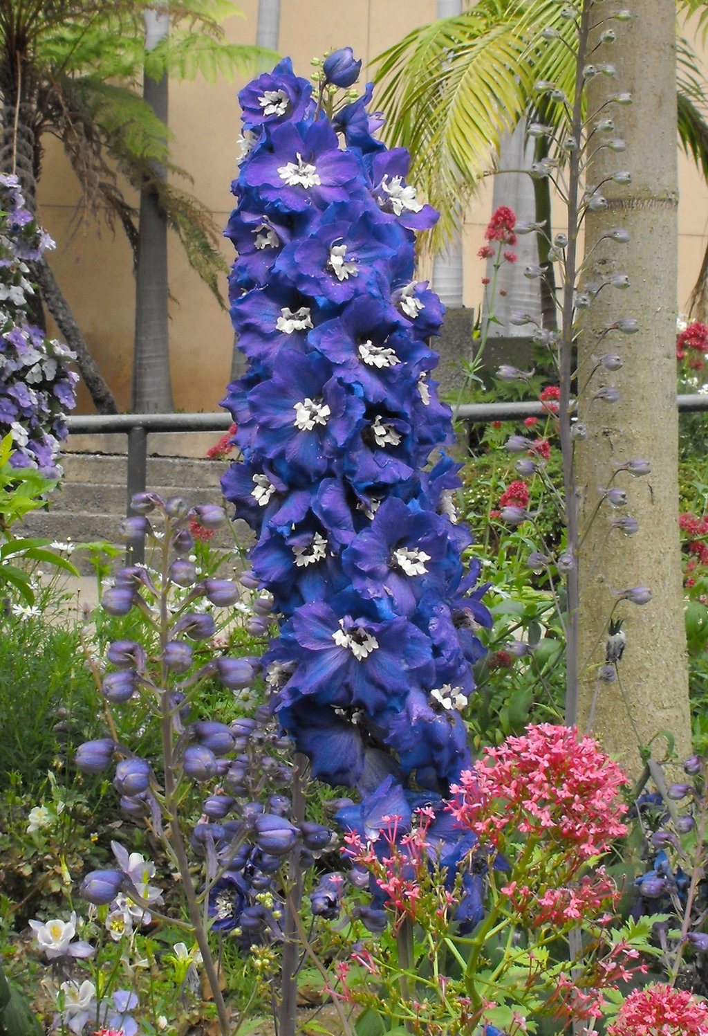 Delphinium elatum DELPHINIUM 'KING ARTHUR' – Ferri Seeds