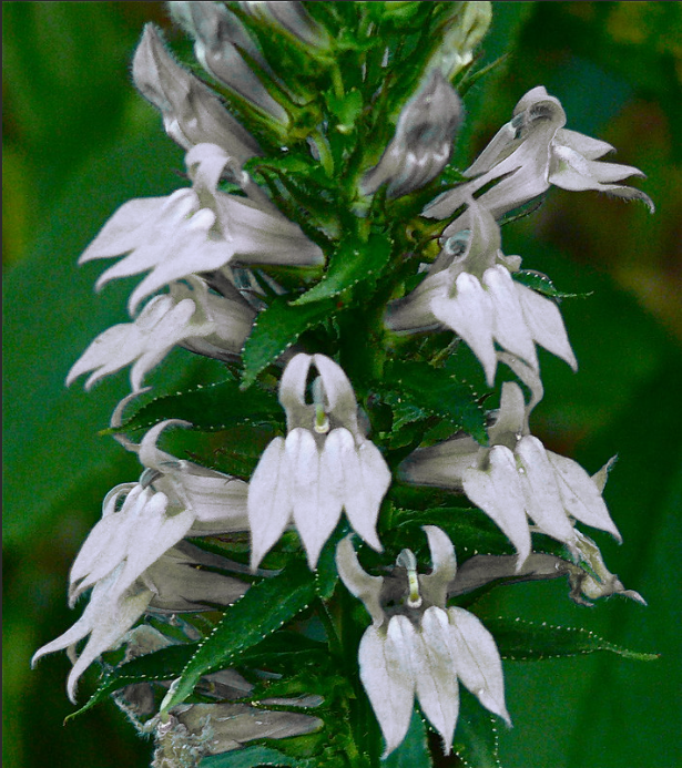 Lobelia cardinalis siphilitica alba PERENNIAL LOBELIA TALL WHITE ...