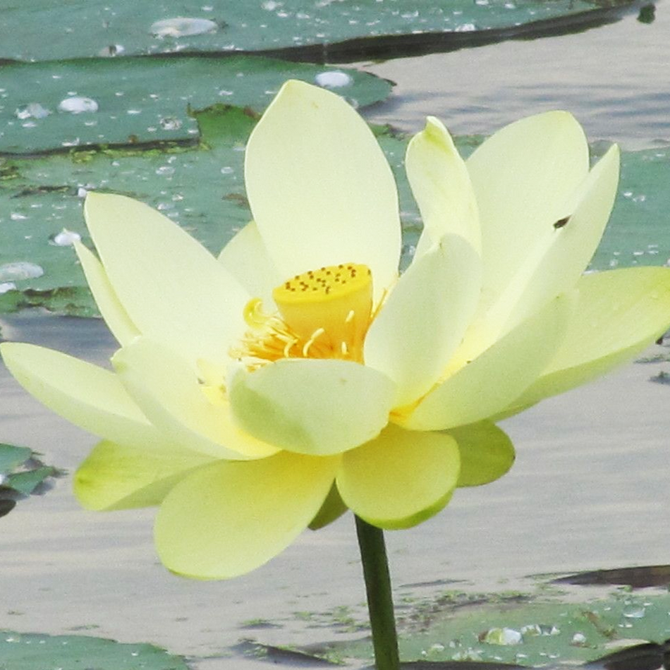 AMERICAN WATER LOTUS Nelumbo lutea – Ferri Seeds