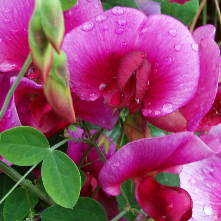 Lathyrus latifolius PERENNIAL SWEET PEA 'RED PEARL' – Ferri Seeds