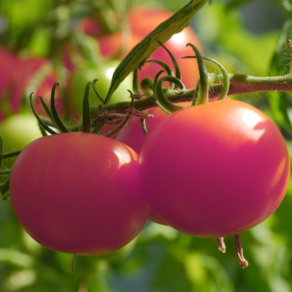 Solanum PINK TOMATO – Ferri Seeds