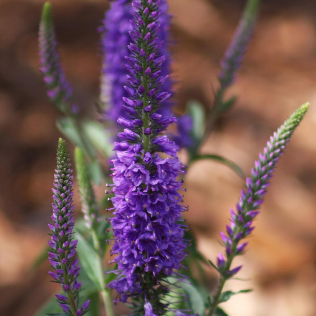 Veronica porphyriana SPEEDWELL, BIRD'S EYE – Ferri Seeds