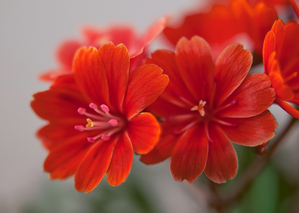 Lewesia cotyledon LEWISIA 'RUBY RED' – Ferri Seeds
