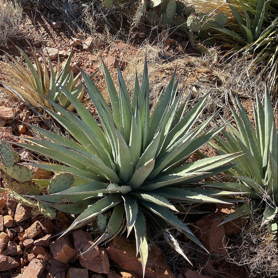 Agave gracilipes HARDY CENTURY PLANT, SLIMFOOT – Ferri Seeds