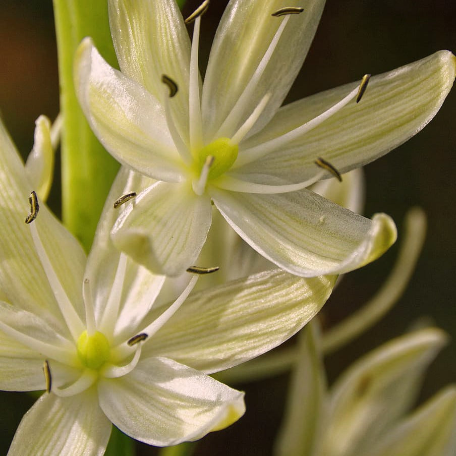 Camassia leichtlinii cream CREAM-WHITE CAMAS – Ferri Seeds