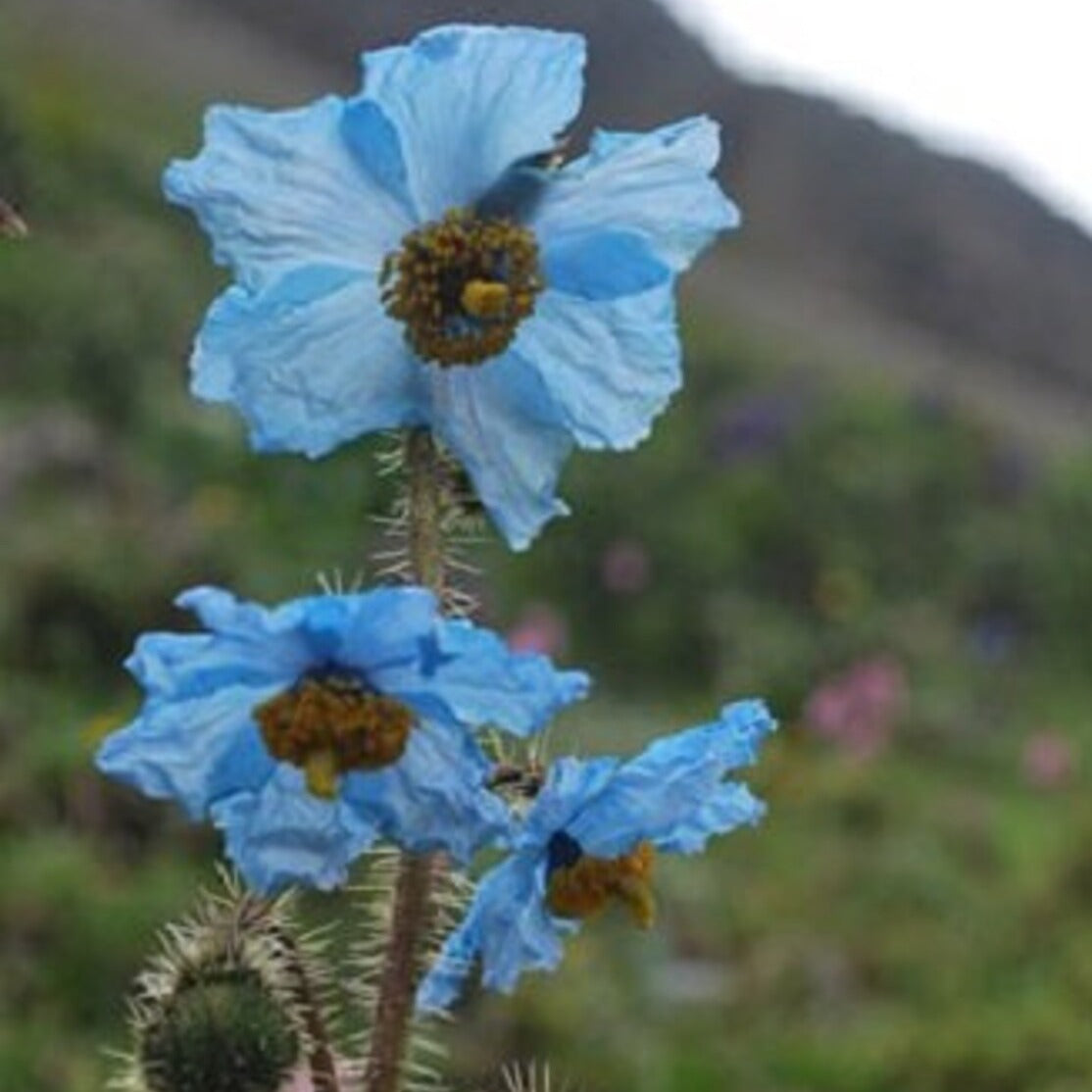 Meconopsis rudis BLUE POPPY – Ferri Seeds