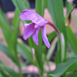 Roscoea alpina MOUNTAIN ROSCOE LILY – Ferri Seeds