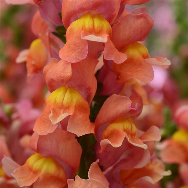Antirrhinum SNAPDRAGON BRONZE ROCKET – Ferri Seeds
