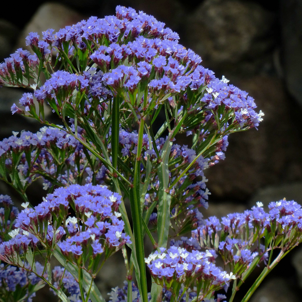 Limonium sinuatum STATICE BLUE – Ferri Seeds