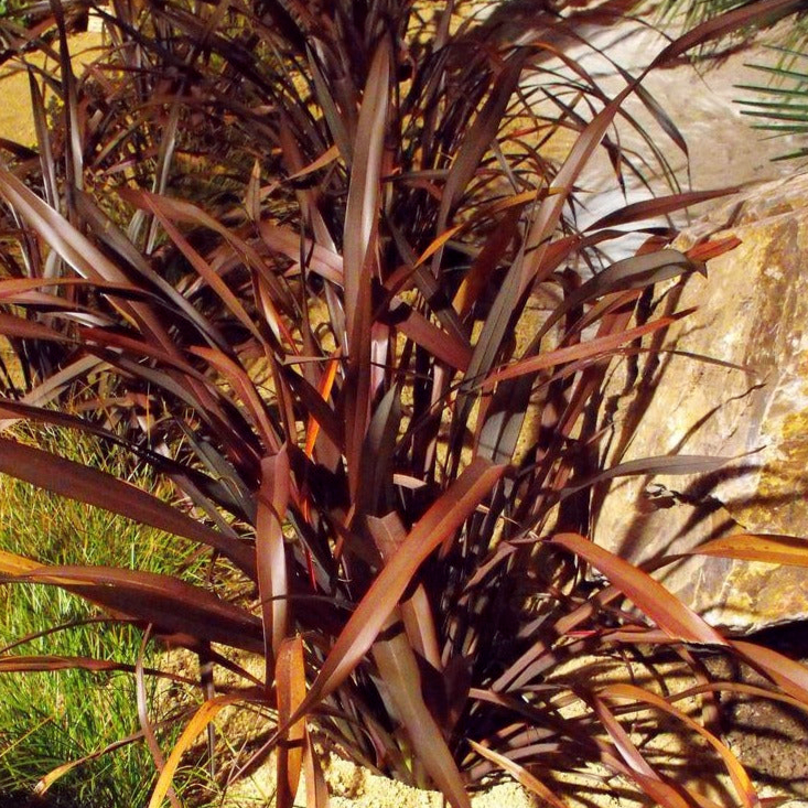 Tenax purpureum BRONZE PURPLE PHORMIUM – Ferri Seeds