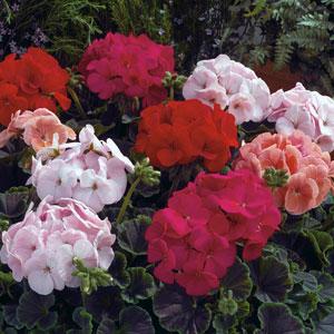 Pelargonium GERANIUM BULLSEYE DARK FOLIAGE MIX – Ferri Seeds