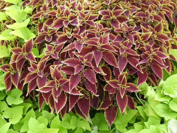 Coleus blumei COLEUS 'RUBY SUN' – Ferri Seeds