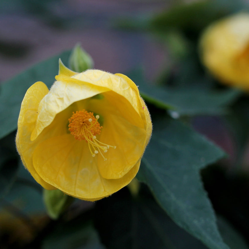 A-Z Seeds – Ferri Seeds