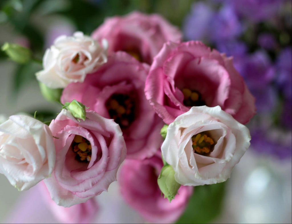 Eustoma grandiflorum LISIANTHUS MIX – Ferri Seeds
