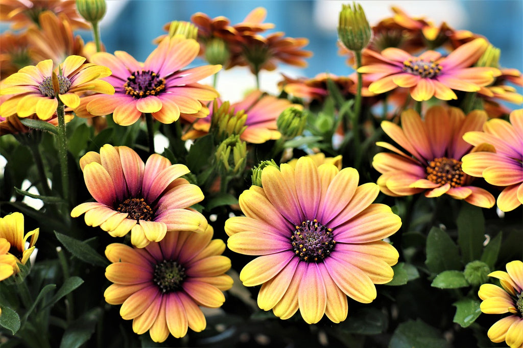 Osteospermum ecklonis AFRICAN DAISY MIX – Ferri Seeds