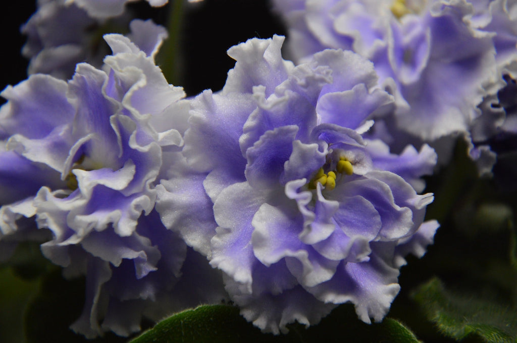 Saintpaulia FANCY AFRICAN VIOLET – Ferri Seeds