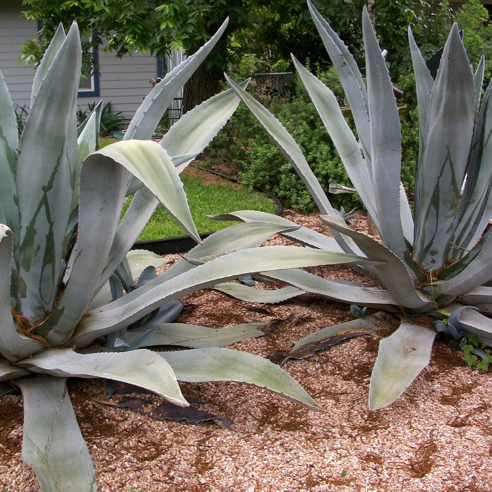 Agave americana subsp. protoamericana CENTURY PLANT – Ferri Seeds