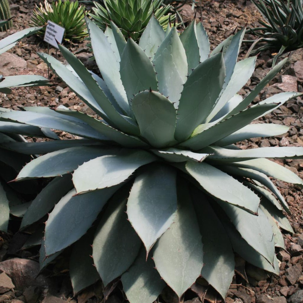 Agave potatorum PURPLE HAZE AGAVE – Ferri Seeds
