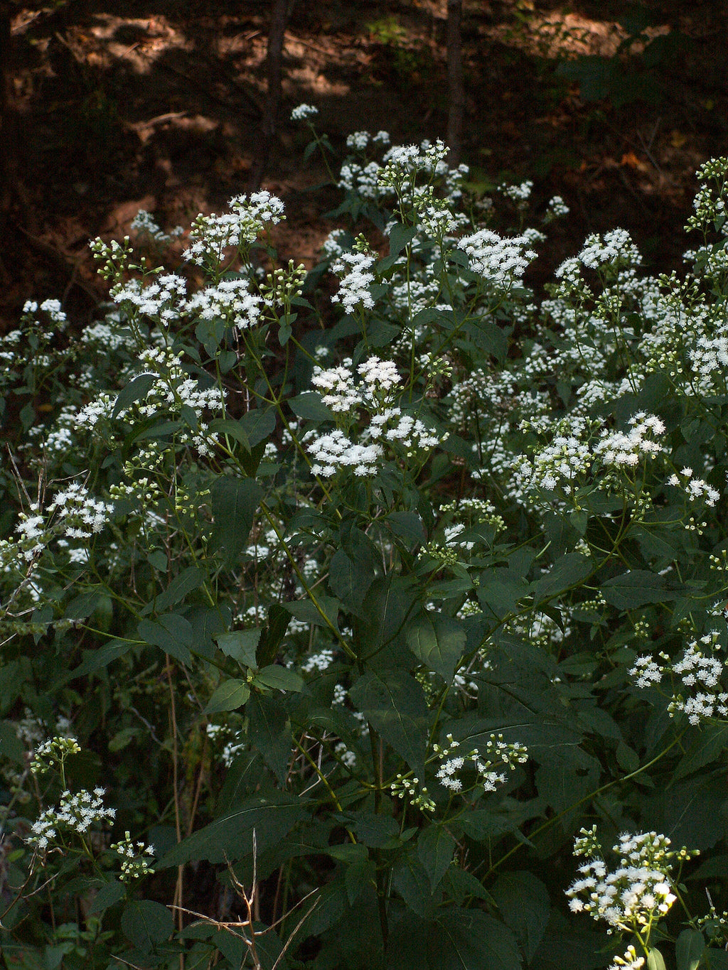 Eupatorium rugosum WHITE SNAKEROOT, RICHWEED, SANICLE – Ferri Seeds