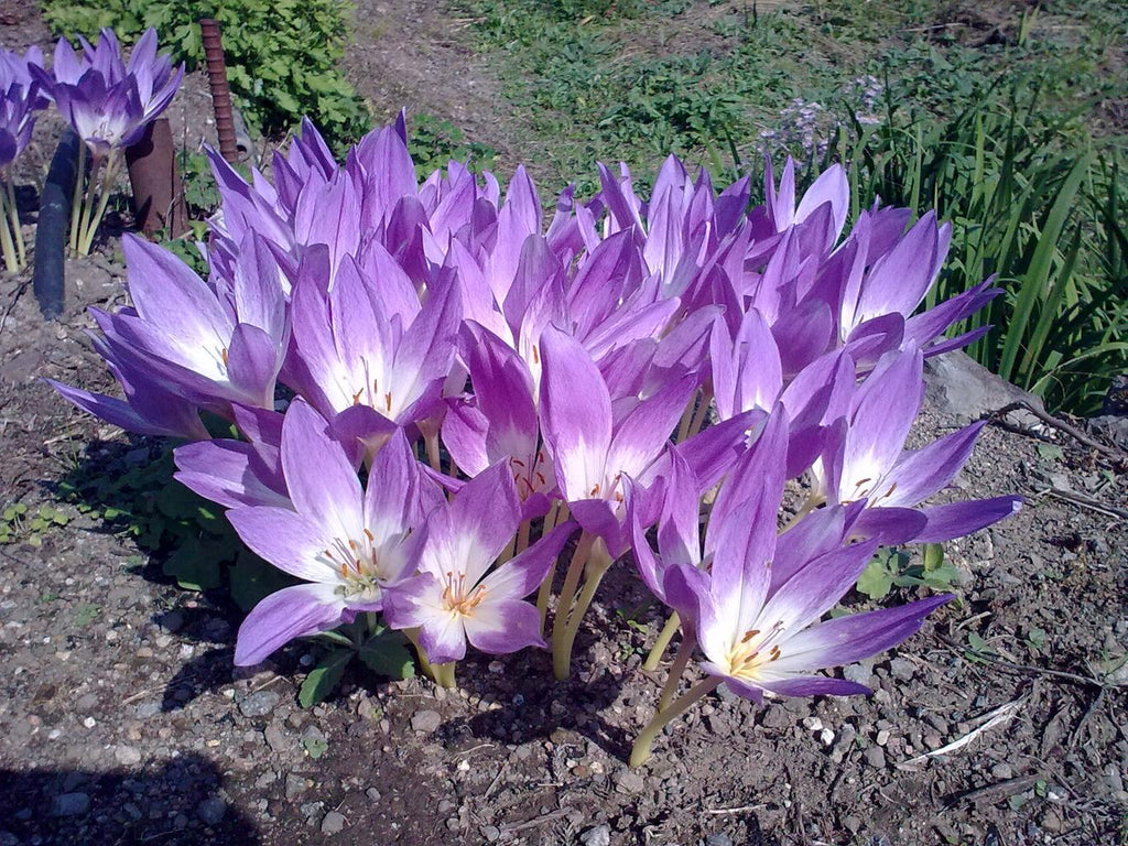 Colchicum speciosum FALL CROCUS – Ferri Seeds