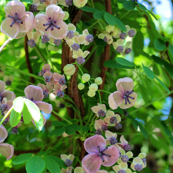 Native Plant Seeds – Page 5 – Ferri Seeds