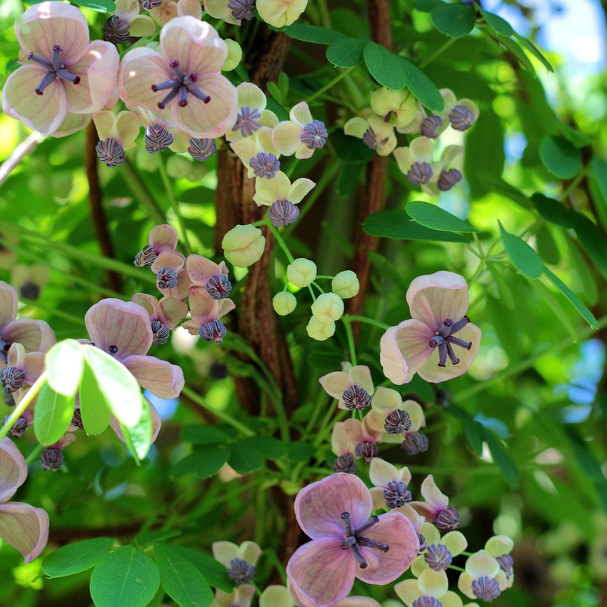 Native Plant Seeds – Page 5 – Ferri Seeds