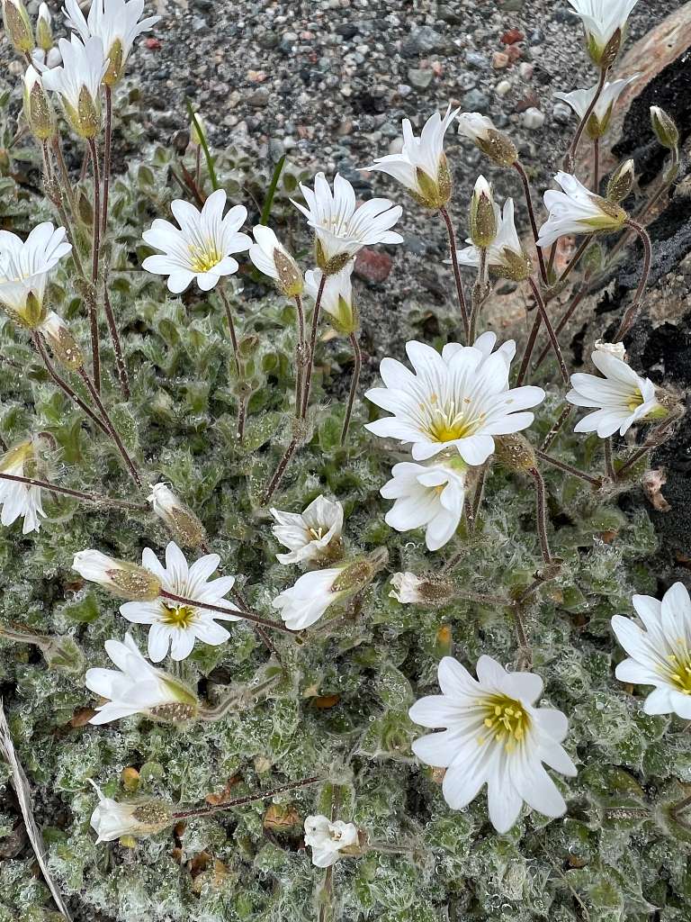 Cerastium alpinum var lanatum ALPINE MOUSE EAR, ALPINE CHICKWEED ...