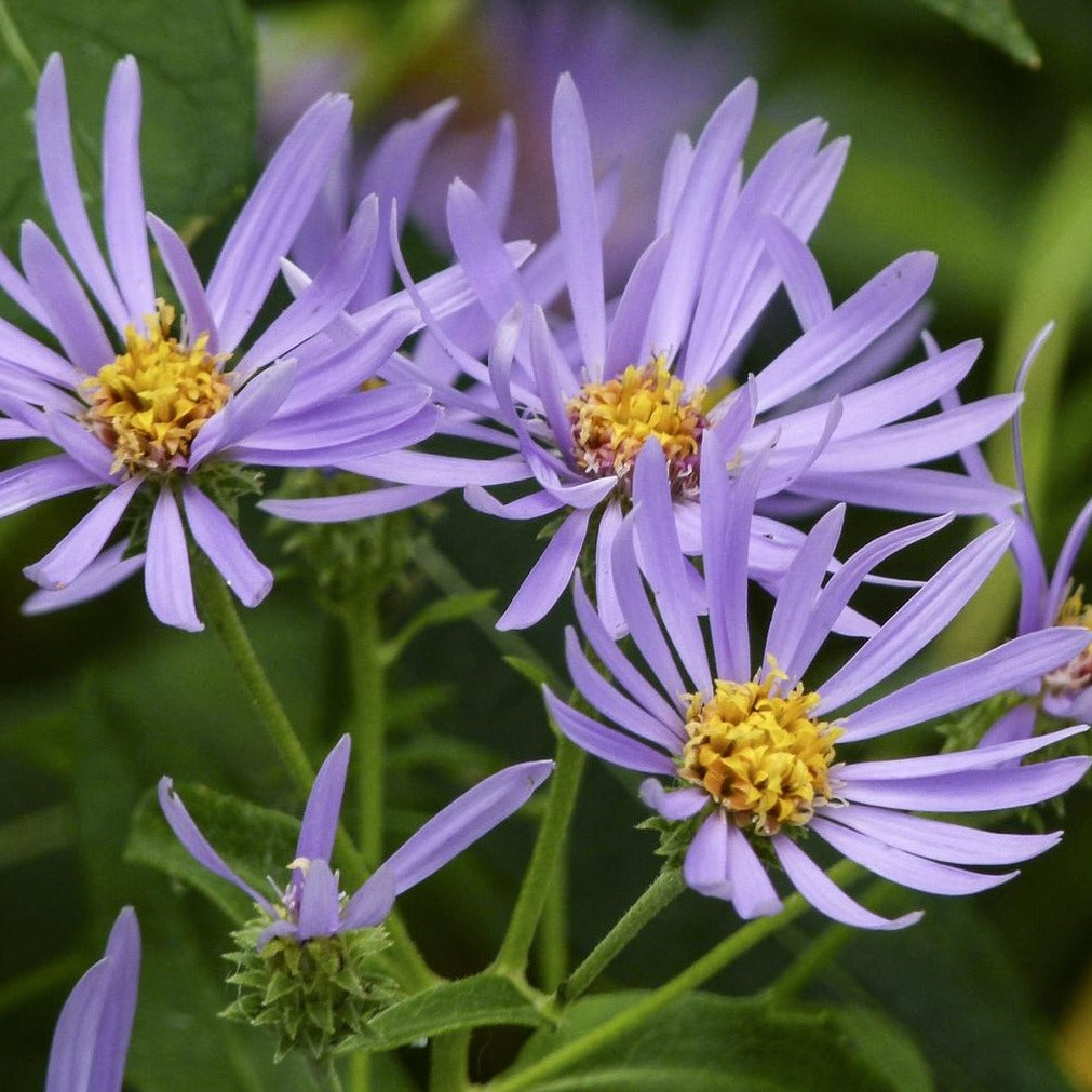 Symphyotrichum, Aster novi-belgii WILD ASTER MIX – Ferri Seeds