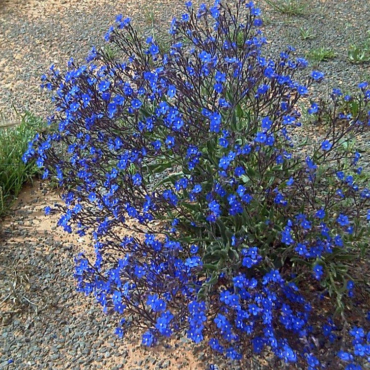 Anchusa azurea ITALIAN BUGLOSS 'DROPMORE' – Ferri Seeds