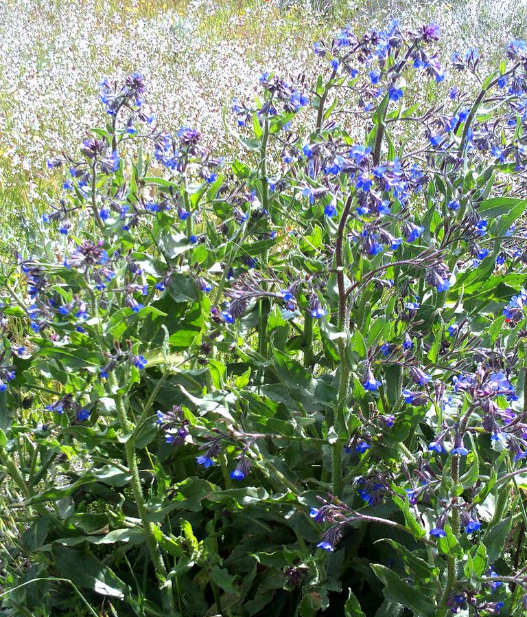 Anchusa azurea ITALIAN BUGLOSS 'DROPMORE' – Ferri Seeds