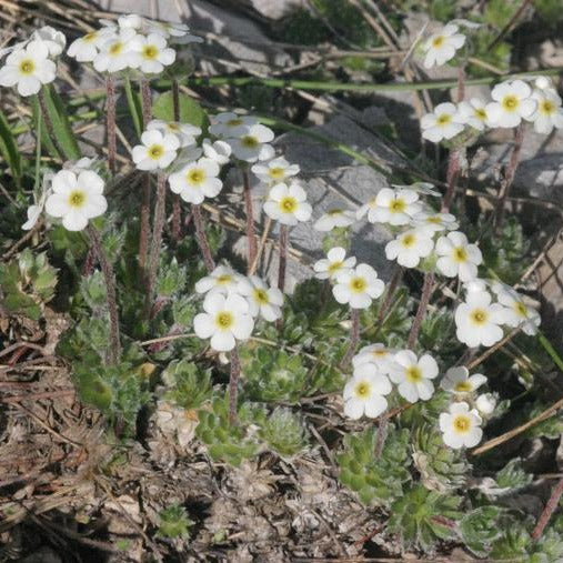 Androsace mathildae ROCK JASMINE – Ferri Seeds