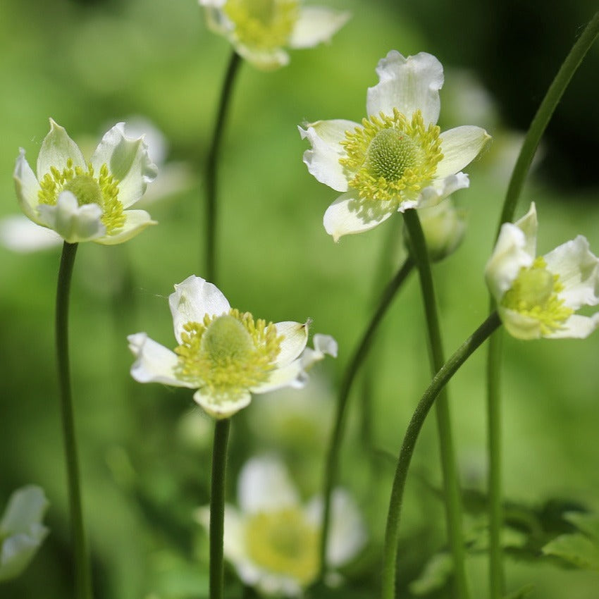 Native Plant Seeds – Page 4 – Ferri Seeds