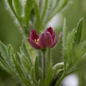 Anemone multifida rubra RED PACIFIC CUTLEAF ANEMONE 'Annabella Deep ...