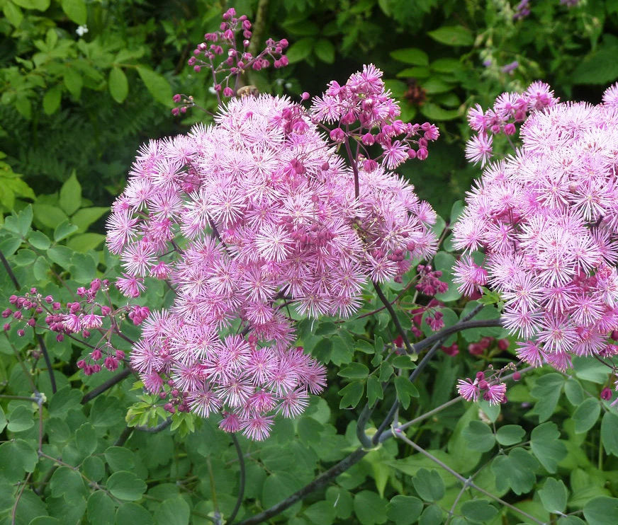 PINK MEADOW RUE Thalictrum aquilegiifolium – Ferri Seeds