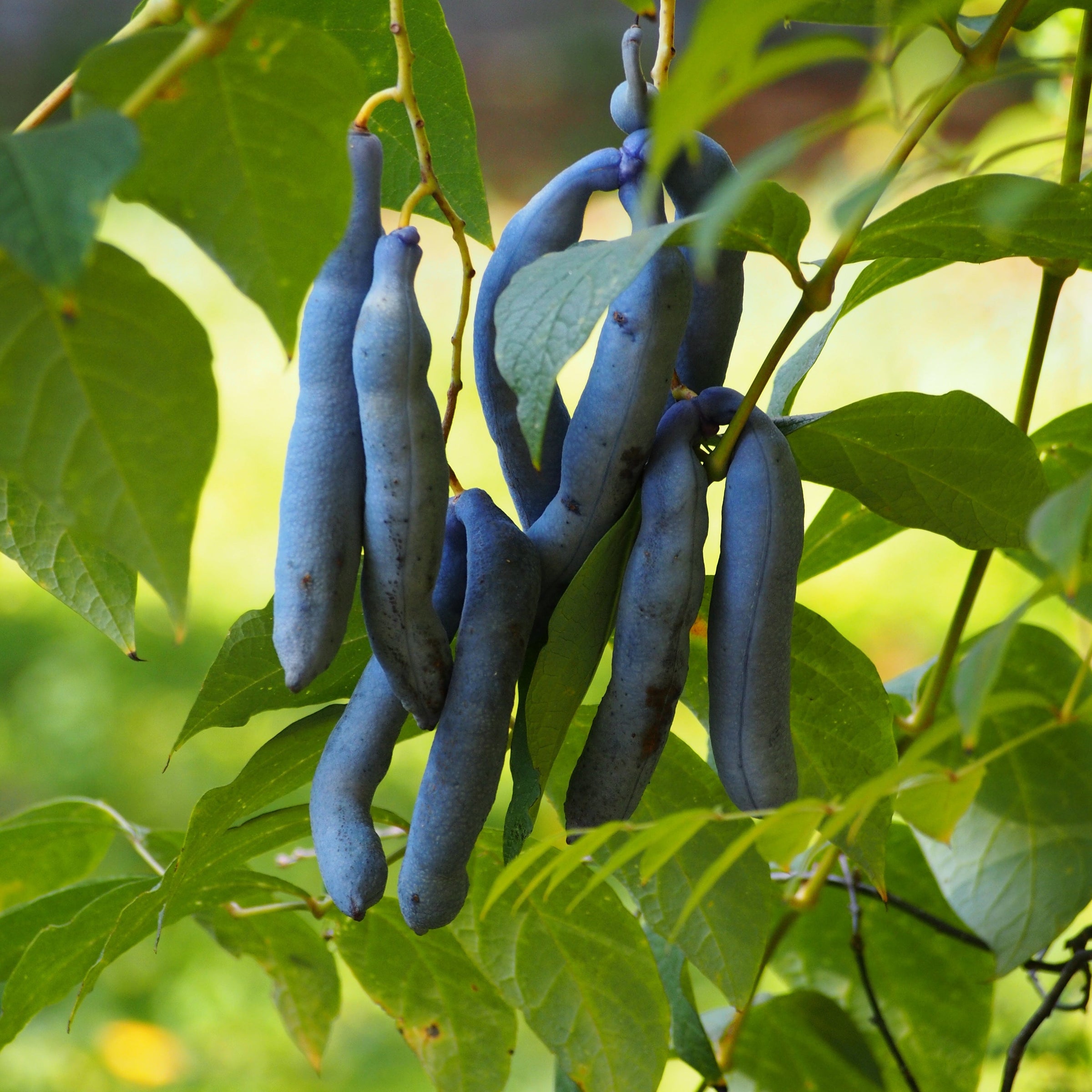 BLUE SAUSAGE FRUIT Decaisnea fargesii – Ferri Seeds