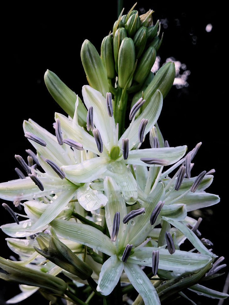 WHITE CAMAS Camassia leichtlinii alba – Ferri Seeds