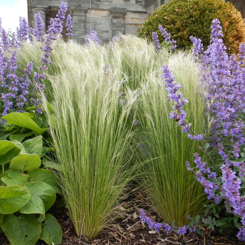 Stipa tenuifolia tenuissima GRASS ANGEL HAIR, PONY TAILS, FEATHER GRAS ...