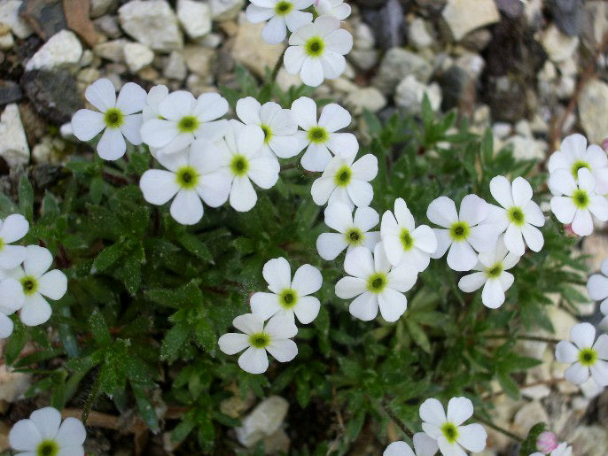 ROCK JASMINE Androsace mathildae – Ferri Seeds