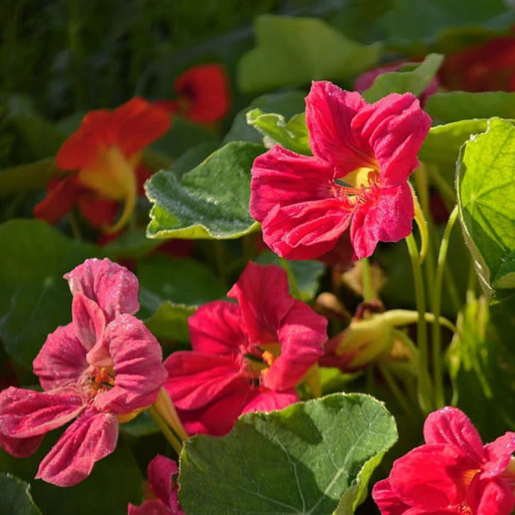Tropaeolum minus NASTURTIUM ROSE TIP TOP – Ferri Seeds