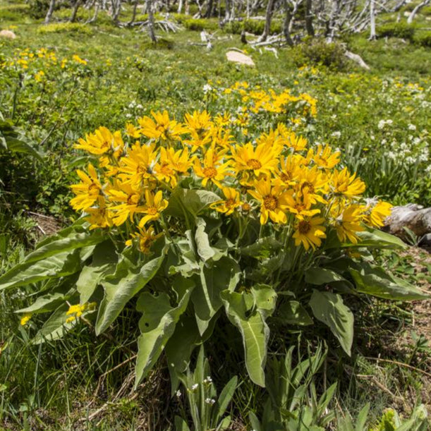 Balsamorhiza sagittata ARROWLEAF BALSAMROOT – Ferri Seeds