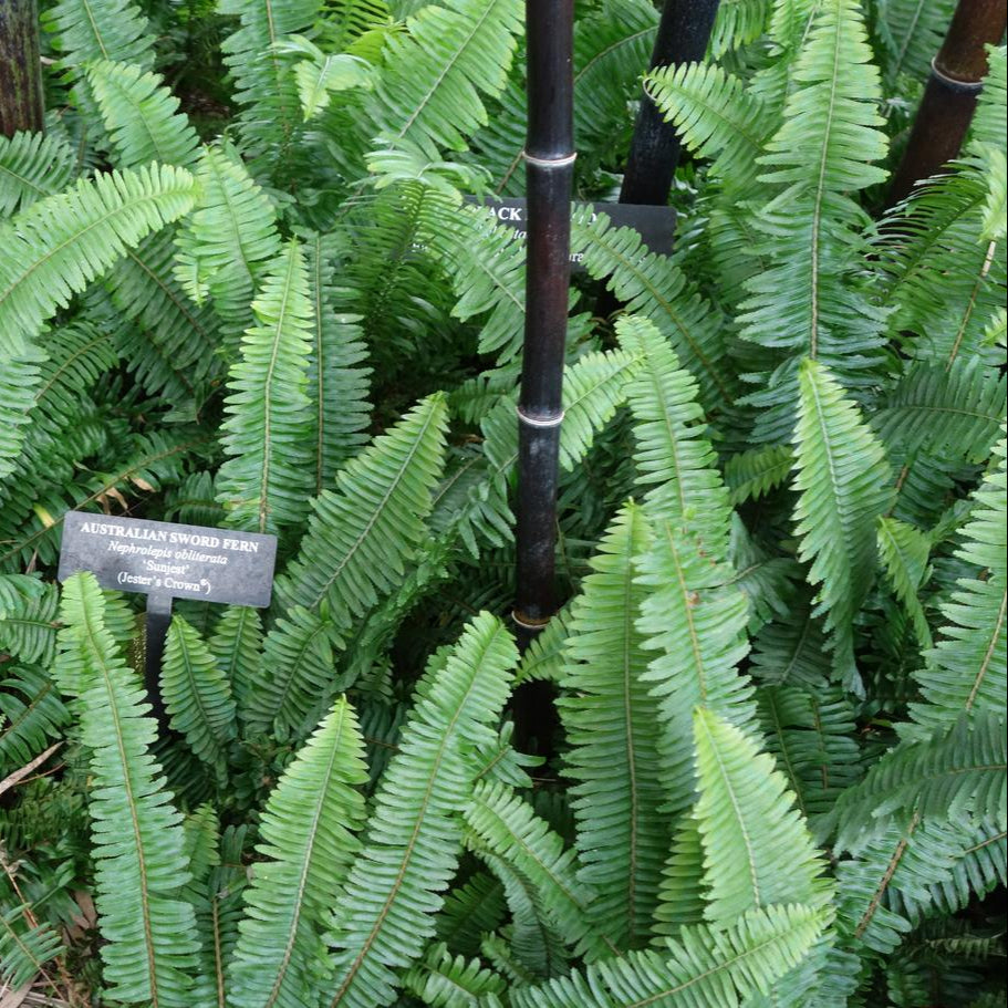 Blechnum buchtienii TREE FERN, CYCLAD LEAF FERN – Ferri Seeds