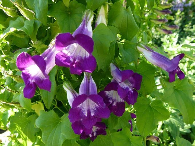 Asarina maurandya SNAPDRAGON CLIMBING MIX Mexican Viper – Ferri Seeds