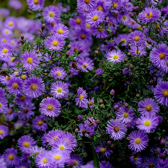 Native Plant Seeds – Ferri Seeds