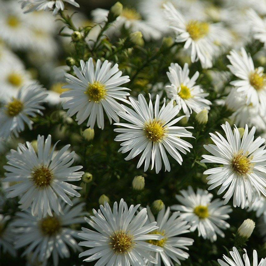 Aster alpinus albus ASTER ALPINE WHITE – Ferri Seeds