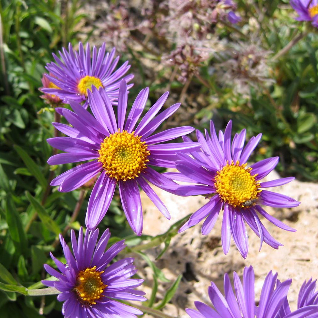 Aster alpinus ASTER ALPINE MIXED COLOURS – Ferri Seeds