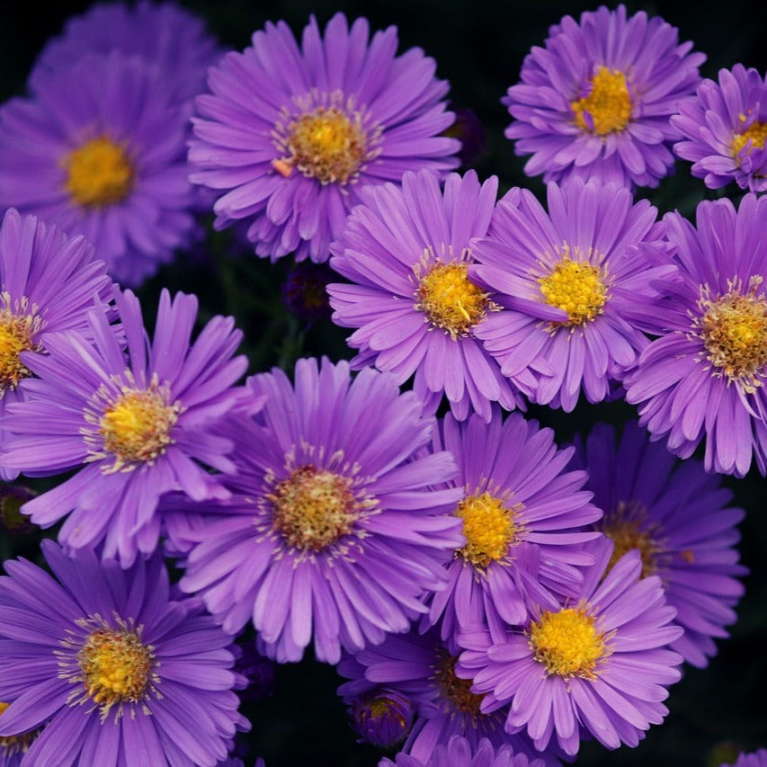 Aster alpinus ASTER ALPINE MIXED COLOURS – Ferri Seeds