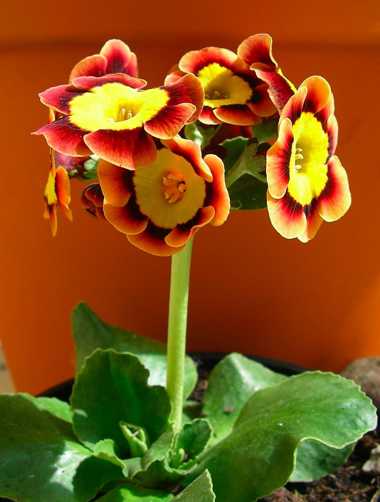 Primula auricula picotee PRIMULA – Ferri Seeds