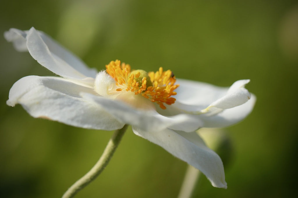 Anemone multifida magellanica ANEMONE PACIFIC CUTLEAF, WINDFLOWER ...
