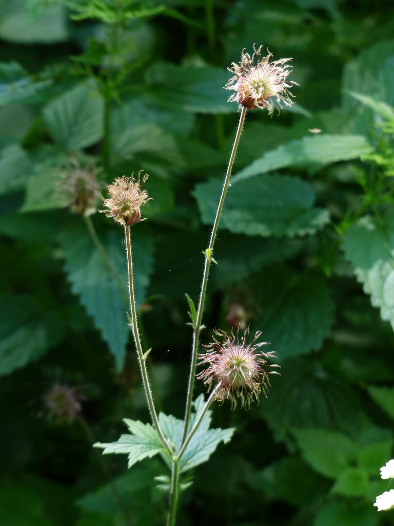 Geum rivale WATER AVENS – Ferri Seeds